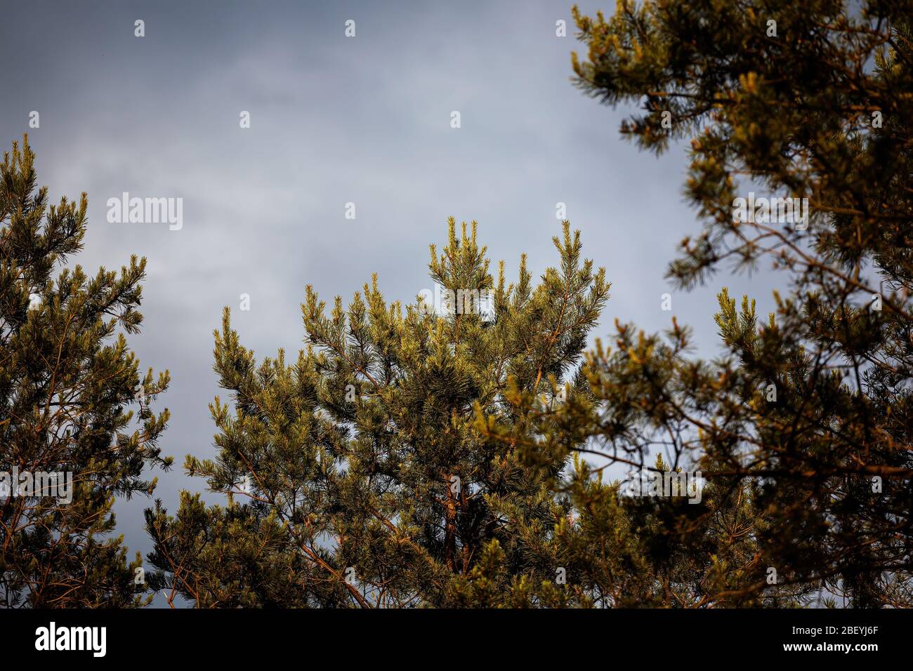 storm clouds over the tips of pine trees in forest Stock Photo - Alamy
