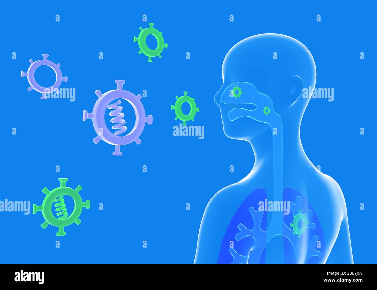 3D illustration of simplified human anatomy with the human respiratory ...
