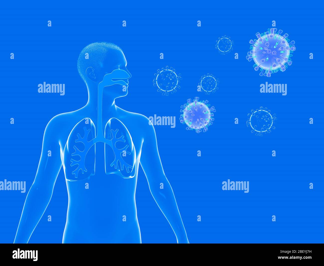 3D illustration of Anatomy of respiratory system of man and virus and ...