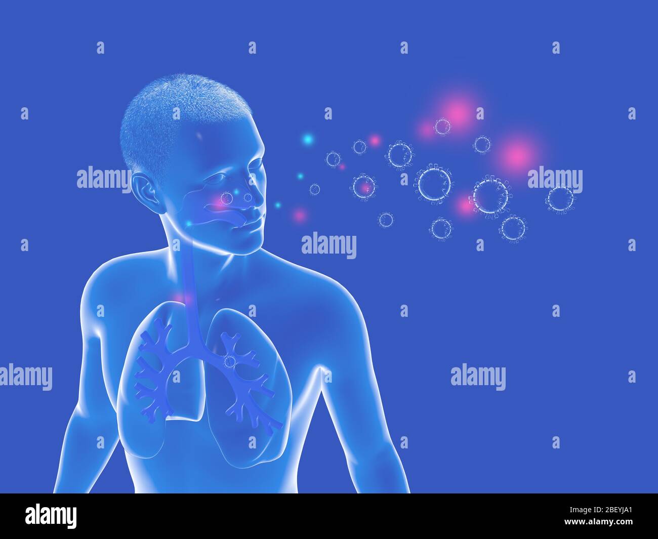3D illustration of Anatomy of the human respiratory system and the ...