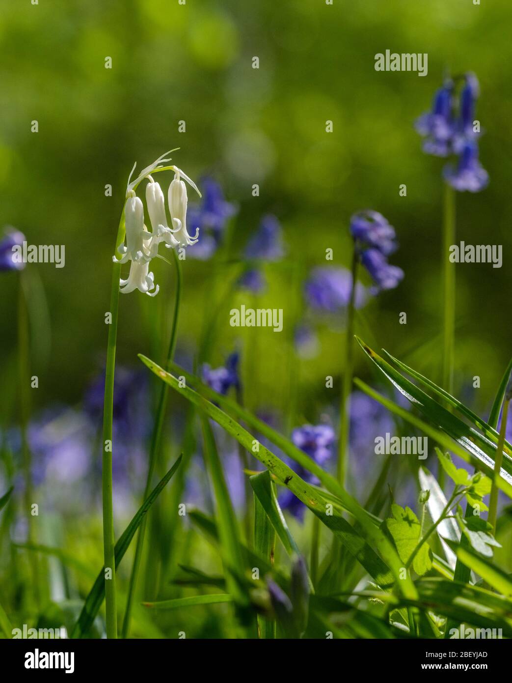 English bluebell white background hi-res stock photography and images ...