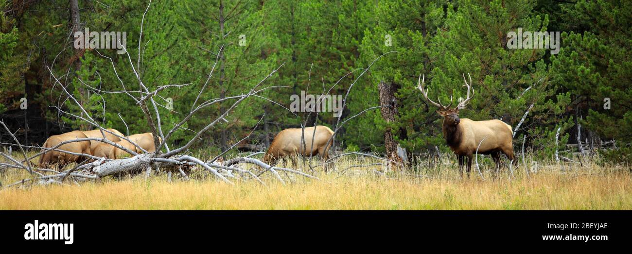Bull elk in Yellowstone National Park with harem along fallen tree ...