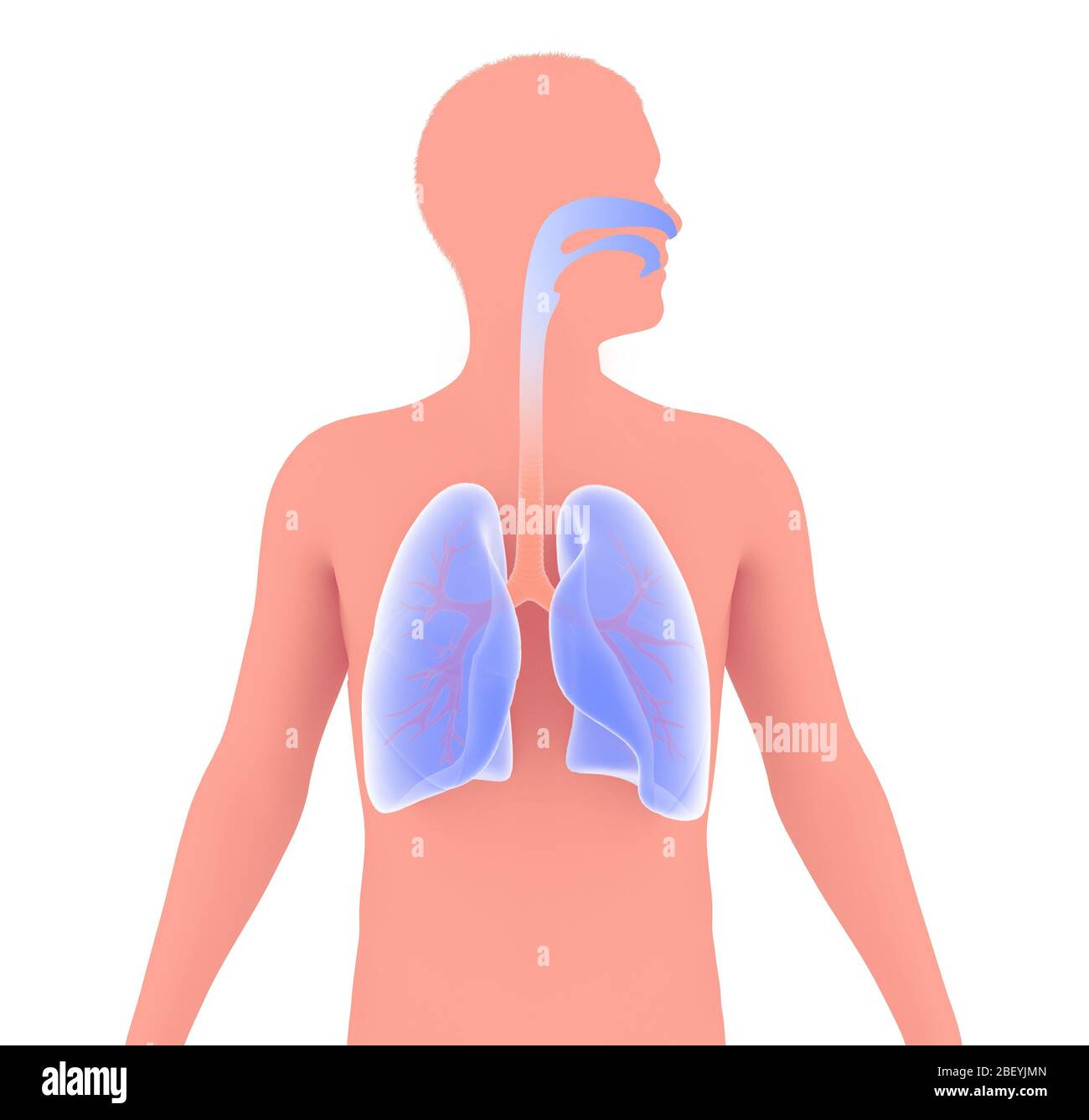 3D illustration of Anatomy of Human Respiratory System. Graphic ...