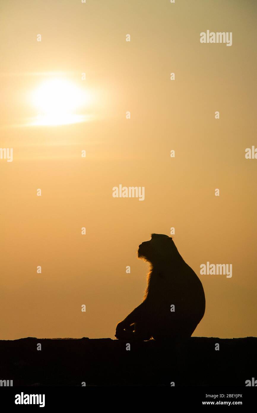 Monkey pest hi-res stock photography and images - Alamy