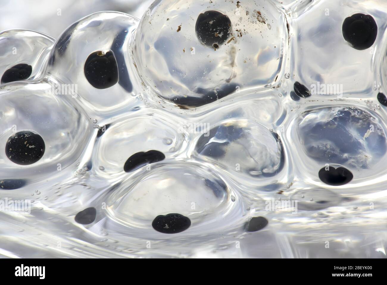 Frog egg development hi-res stock photography and images - Alamy