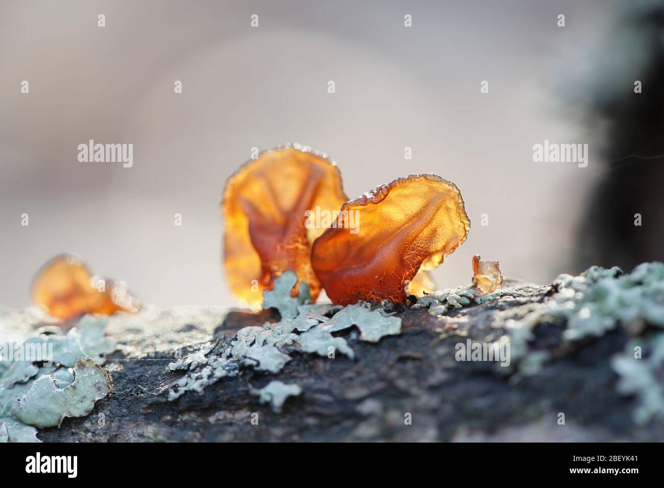 Exidia recisa, Amber Jelly fungus, growing on willow in Finland Stock ...