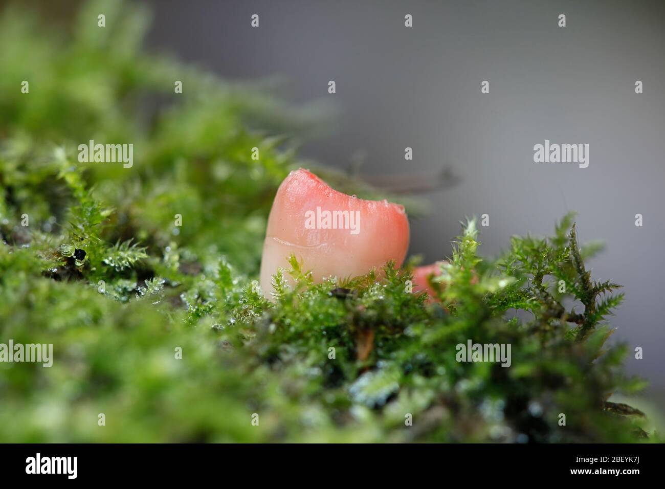 Sarcoscypha austriaca, known as scarlet elfcup Stock Photo - Alamy