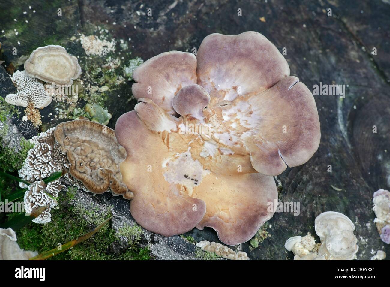 Panus conchatus, commonly known as the lilac oysterling, a wild ...