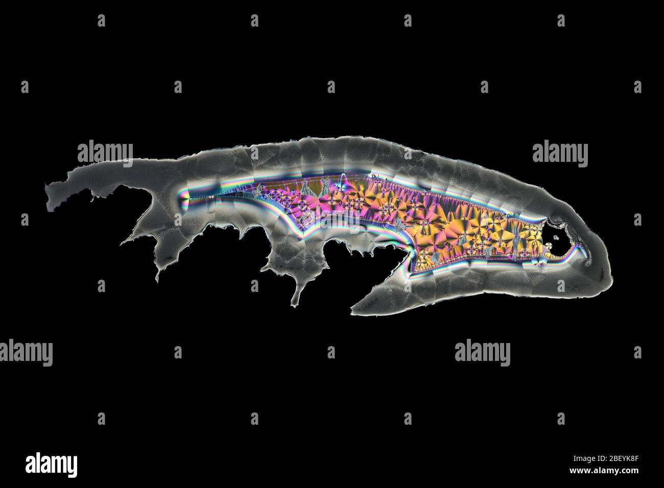 Shark form hi-res stock photography and images - Alamy