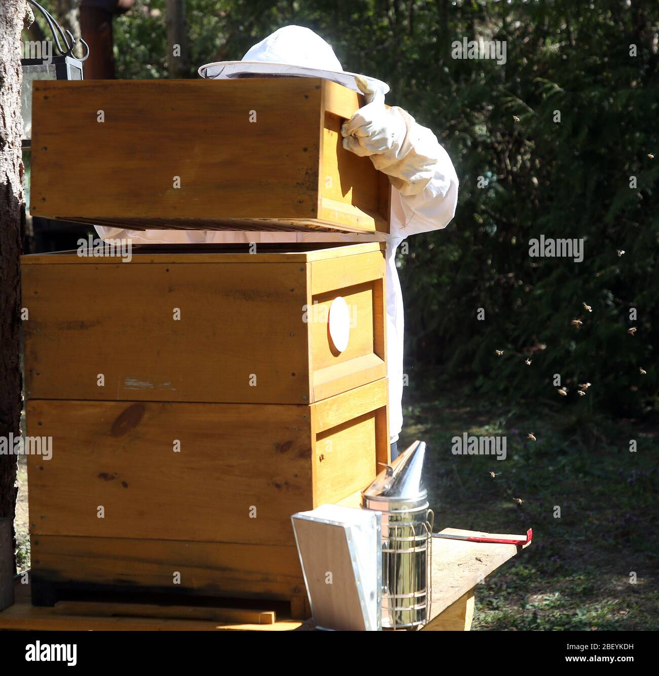 Nectar becomes honey hi-res stock photography and images - Alamy