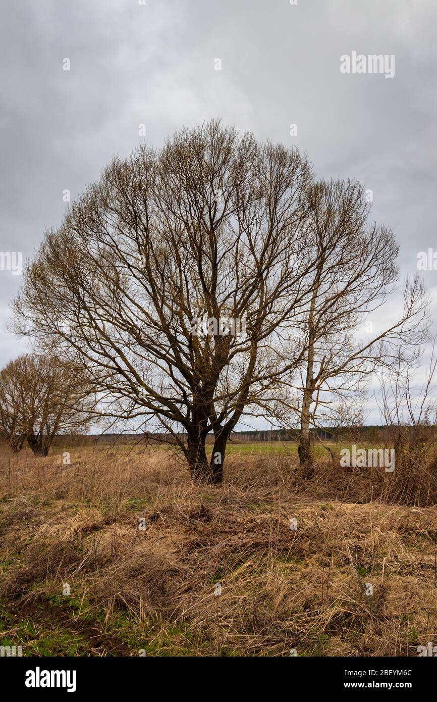 Willow tree in spring field with yellow and green grass Stock Photo - Alamy