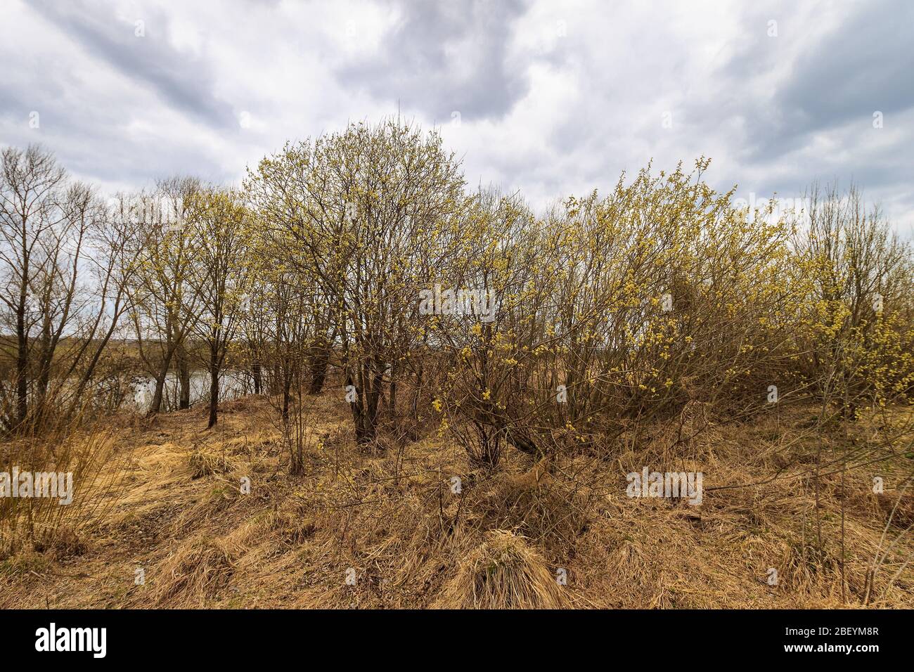 Blossom willow trees at spring season with cloudy sky background Stock ...