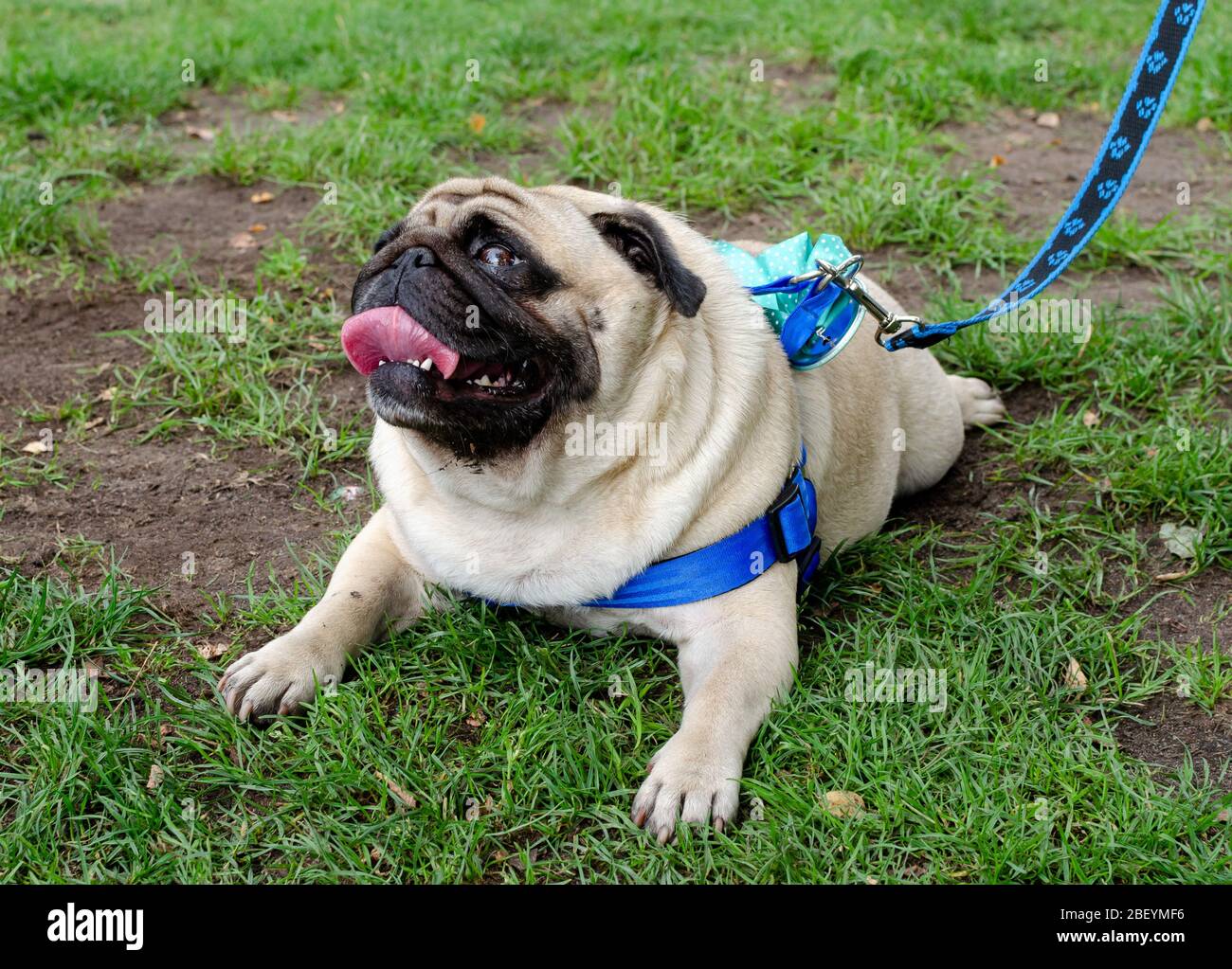 Pug lay down grass hi-res stock photography and images - Alamy