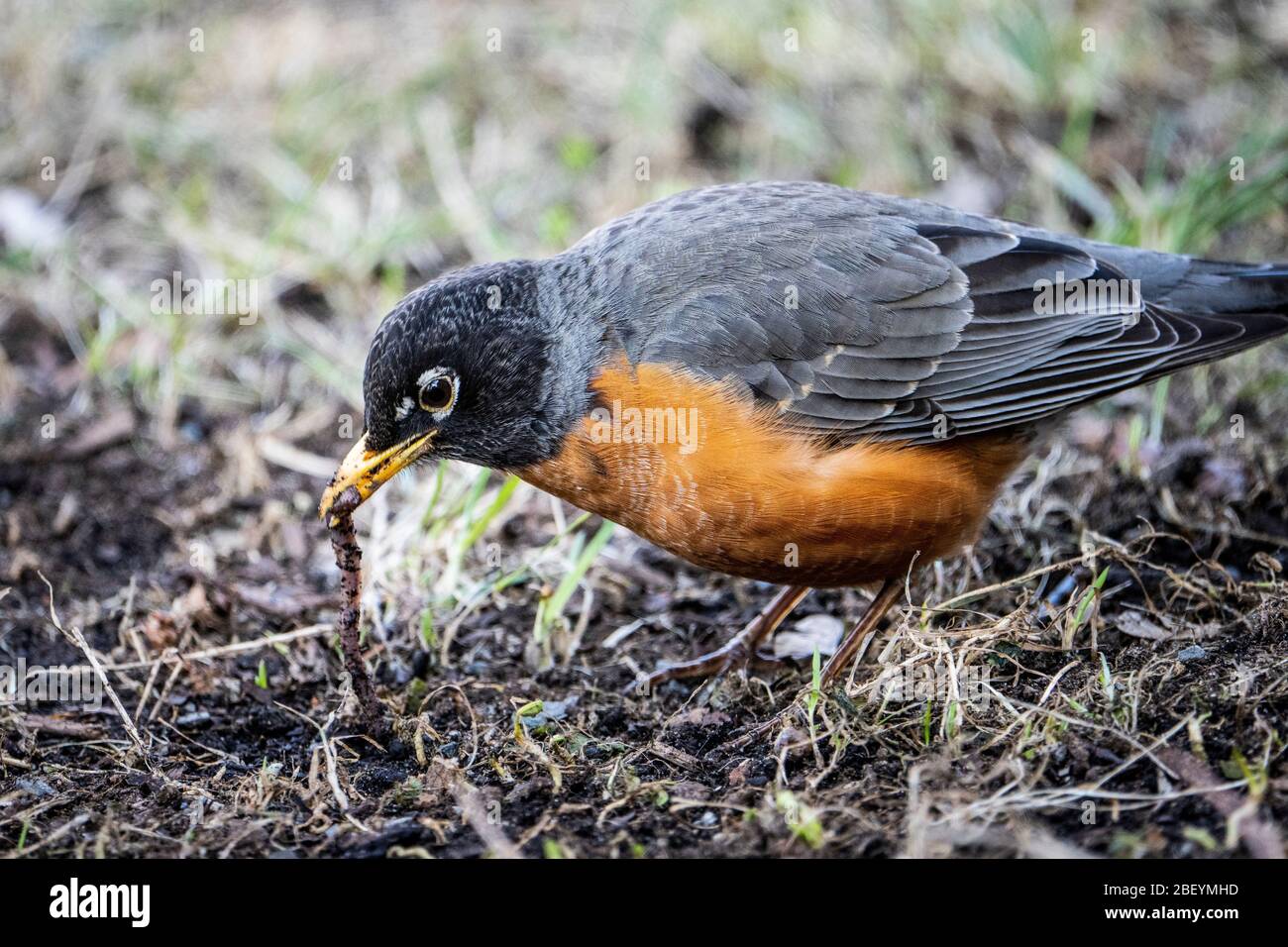 Robin Eating Worms In Dirt