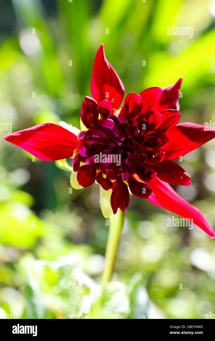 Beautiful, colorful red floral, plant image. Outside in the garden on a ...