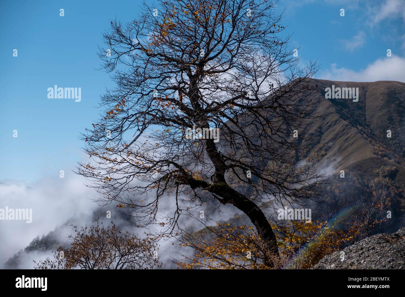 Caucasus, Georgia, Tusheti region, Omalo. Landscape view of a tree in ...