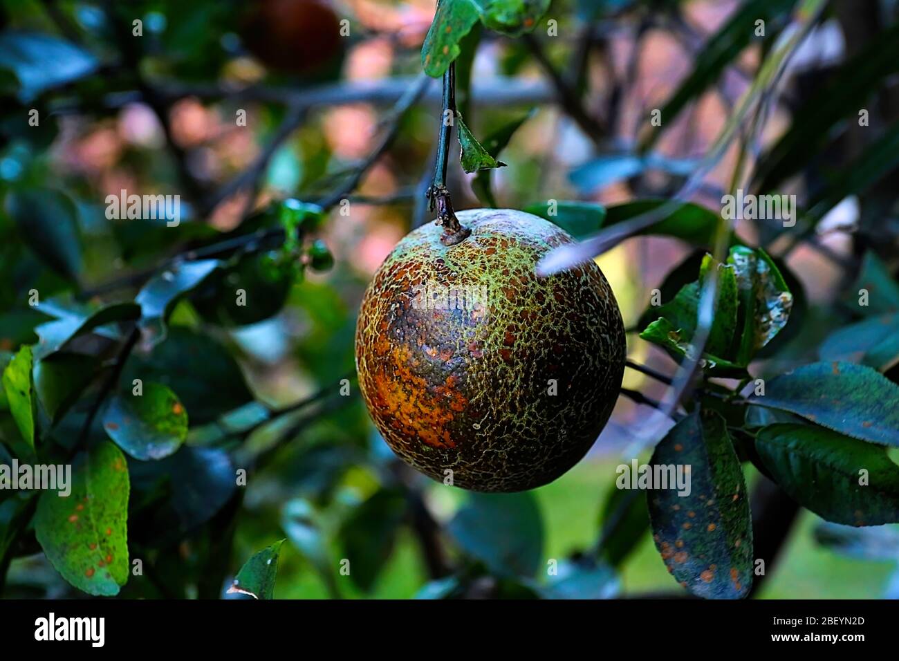 A special lemonade lemon growing fresh on the tree outside in the ...