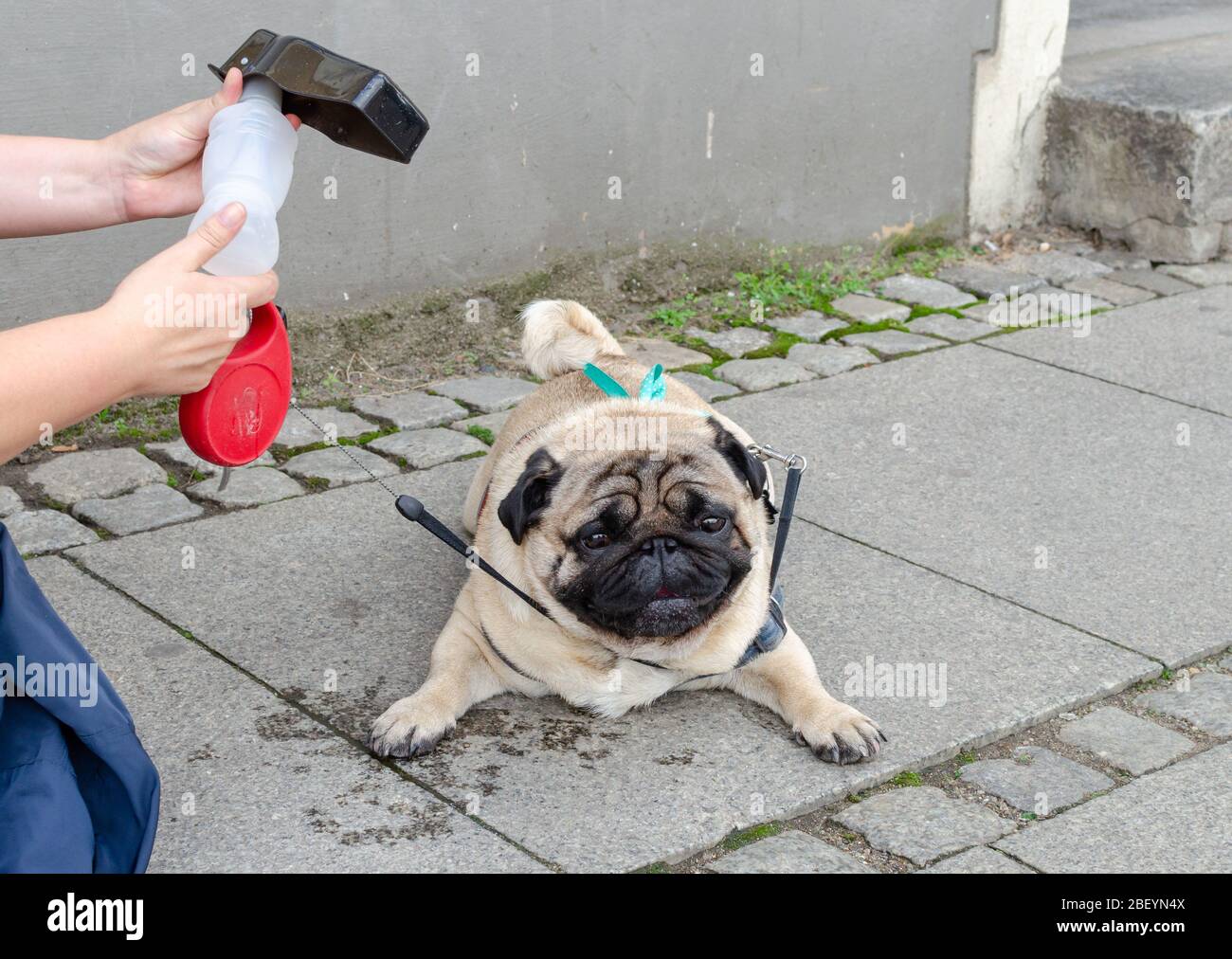 How Often Should You Walk A Pug