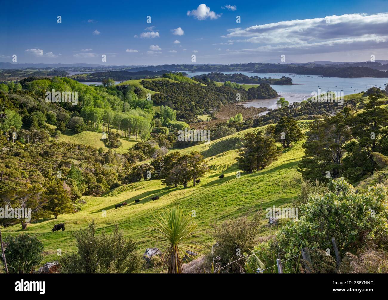 Auckland scenic view hi-res stock photography and images - Alamy