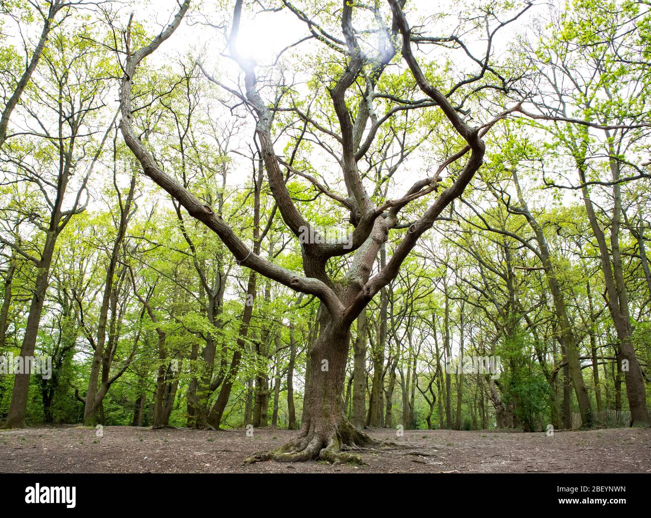 Tree in a clearing in wooded area Stock Photo - Alamy