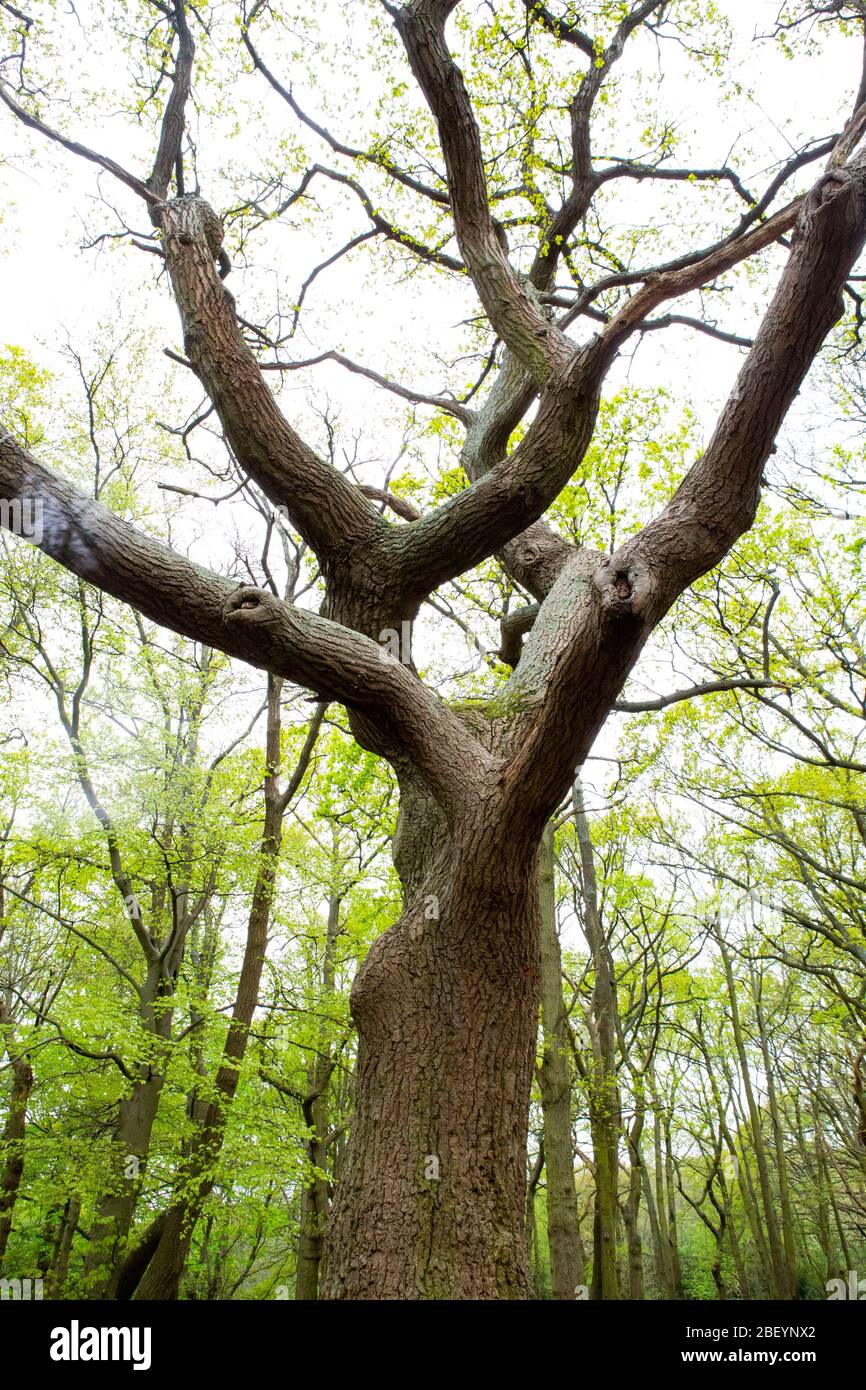 Tree in a clearing in wooded area Stock Photo - Alamy