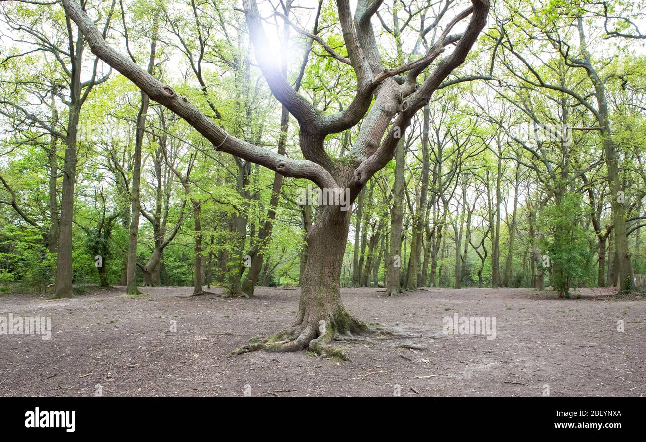 Tree in a clearing in wooded area Stock Photo - Alamy