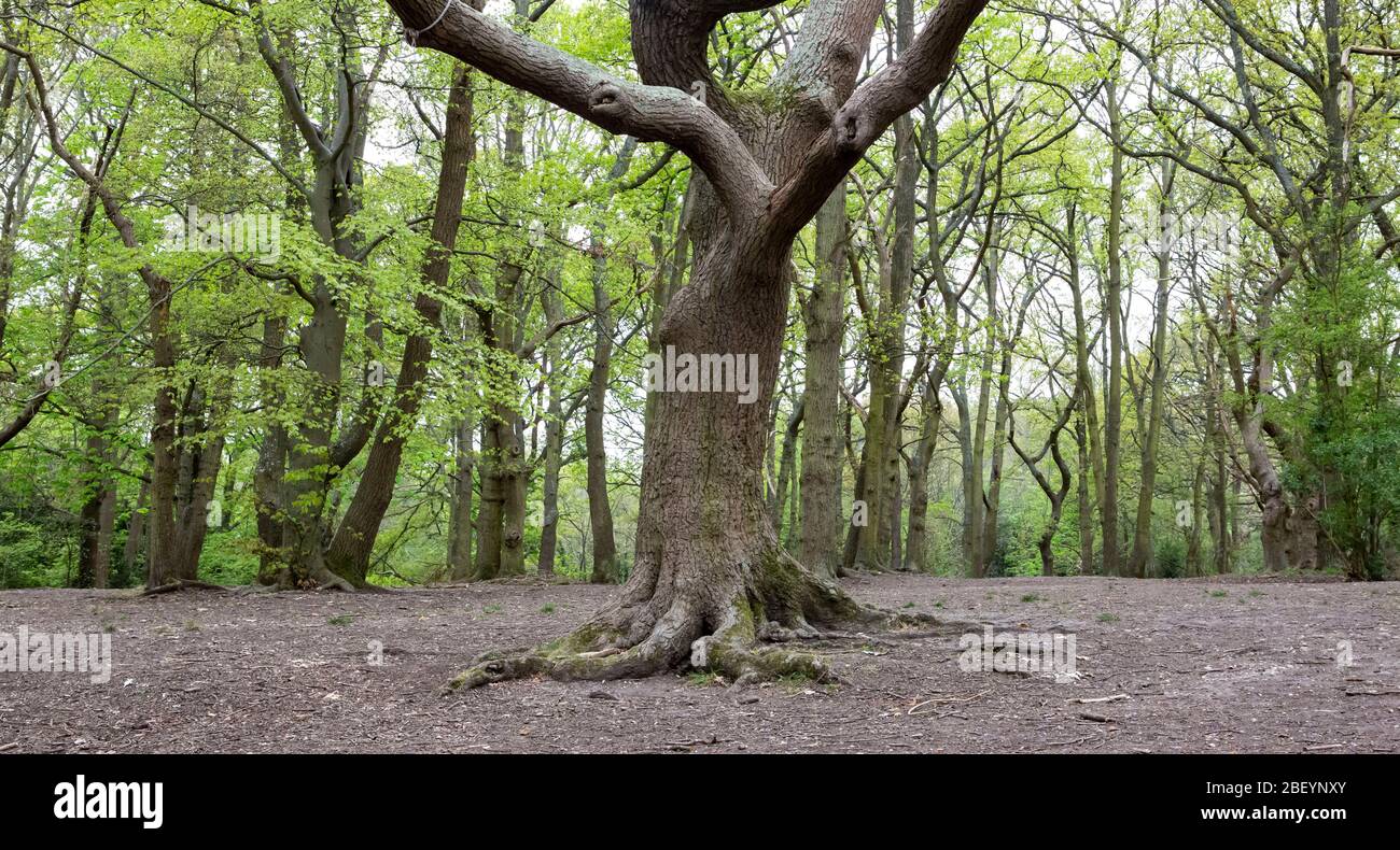 Wooded area hi-res stock photography and images - Alamy