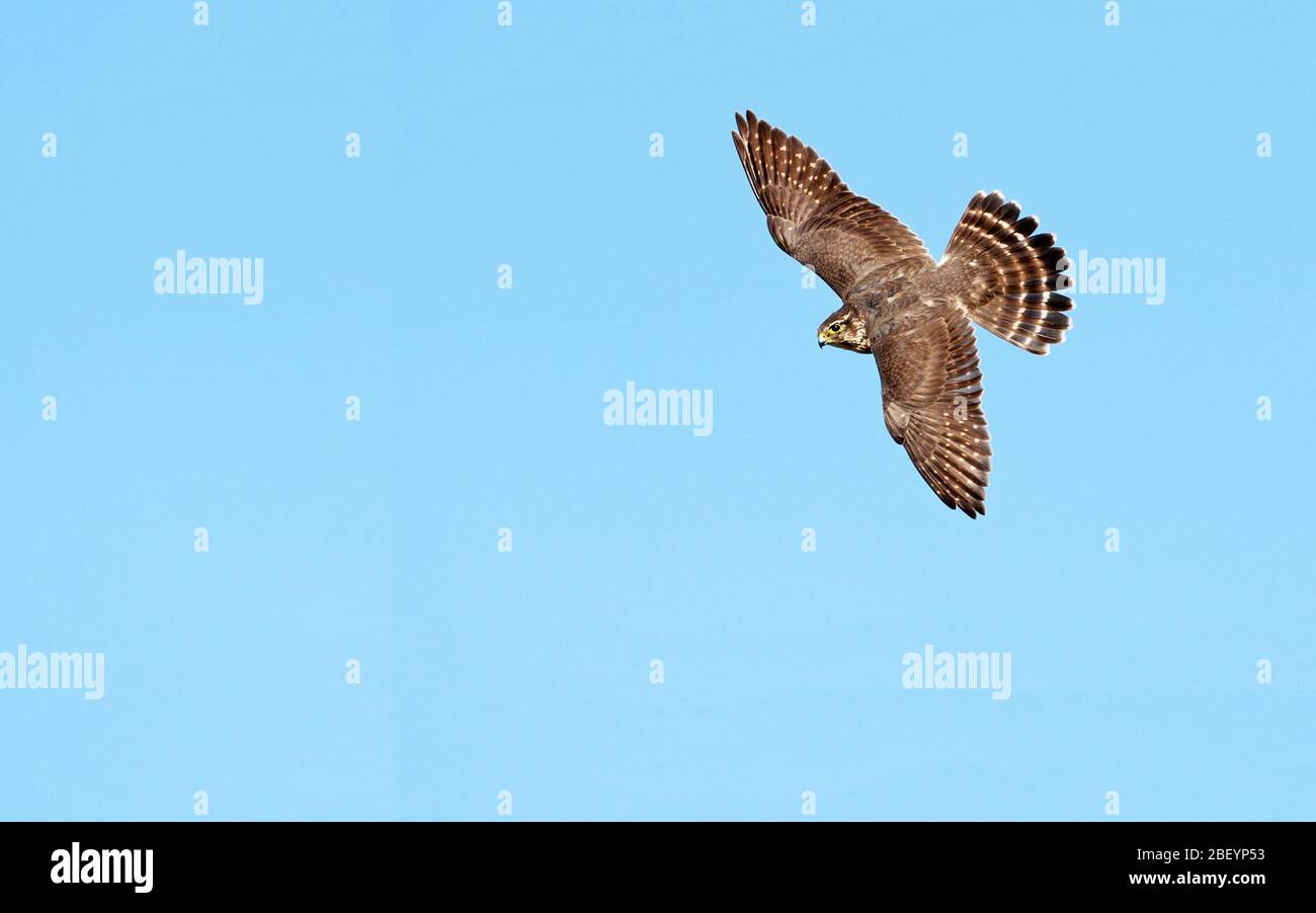 Merlin merlins falcon falcons hi-res stock photography and images - Alamy