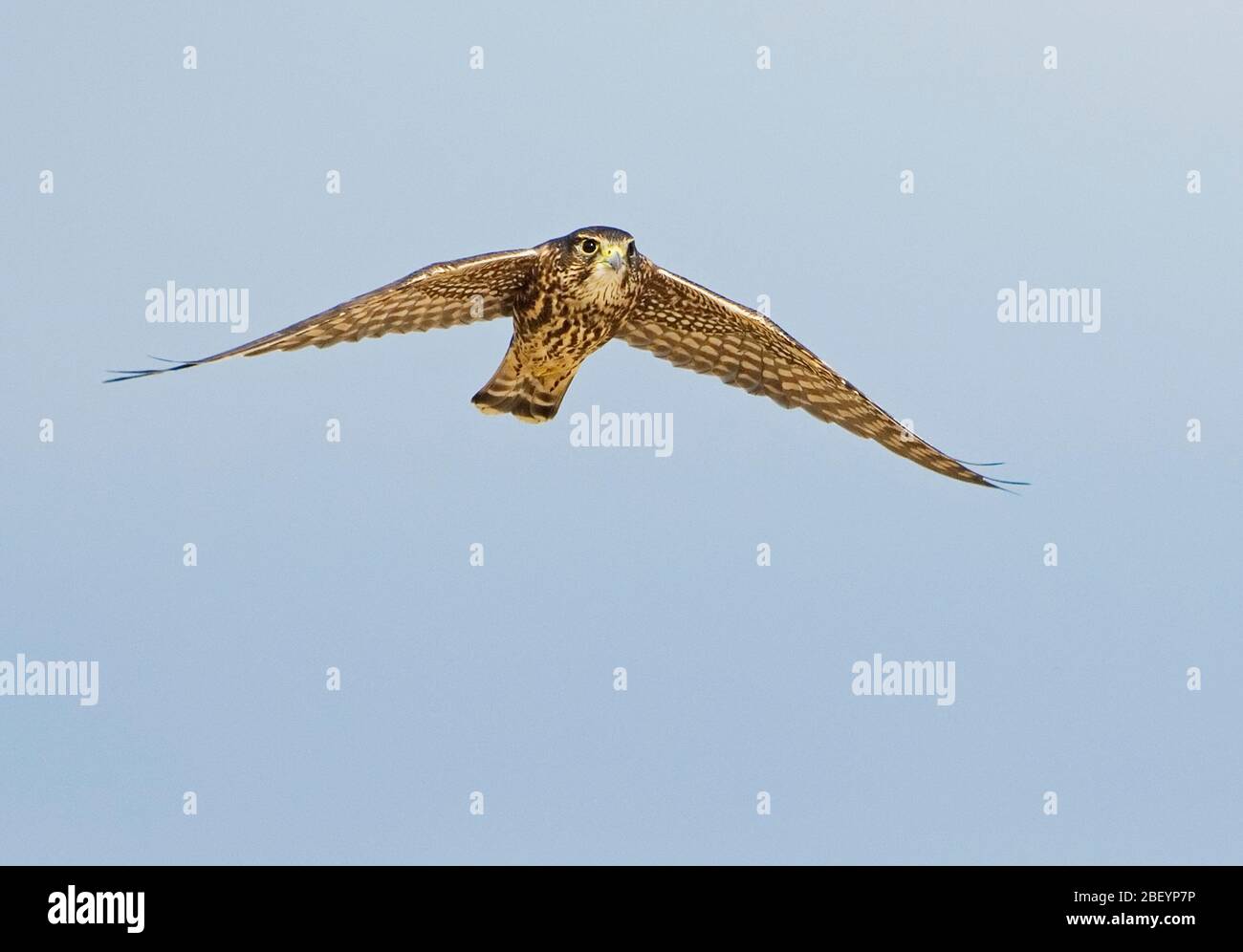 Merlin merlins falcon falcons hi-res stock photography and images - Alamy