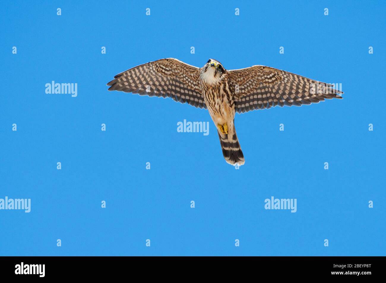 Merlin merlins falcon falcons hi-res stock photography and images - Alamy