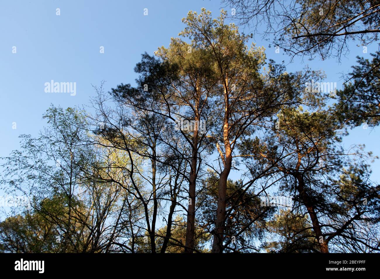 nature and landscape of the forests around meppen and lathen in emsland ...
