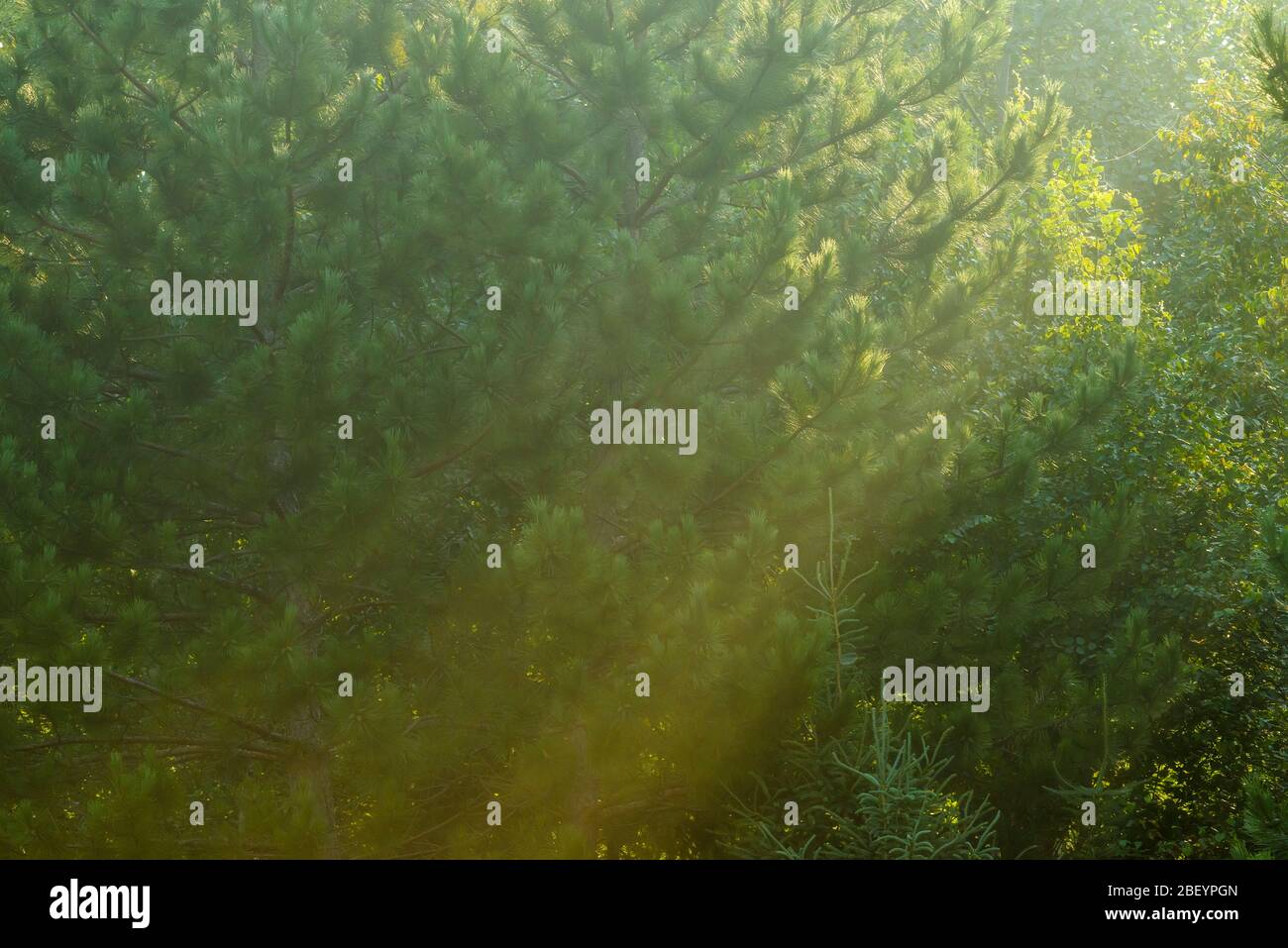 Sunbeams shining through morning mist, Greater Sudbury, Ontario, Canada ...