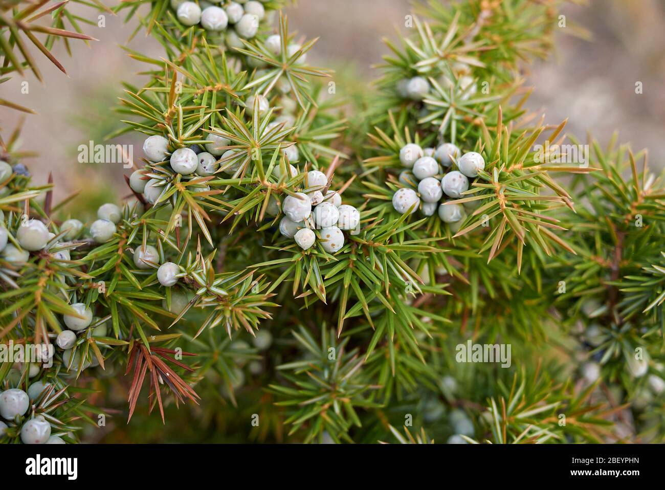 Common juniper leaf hi-res stock photography and images - Alamy