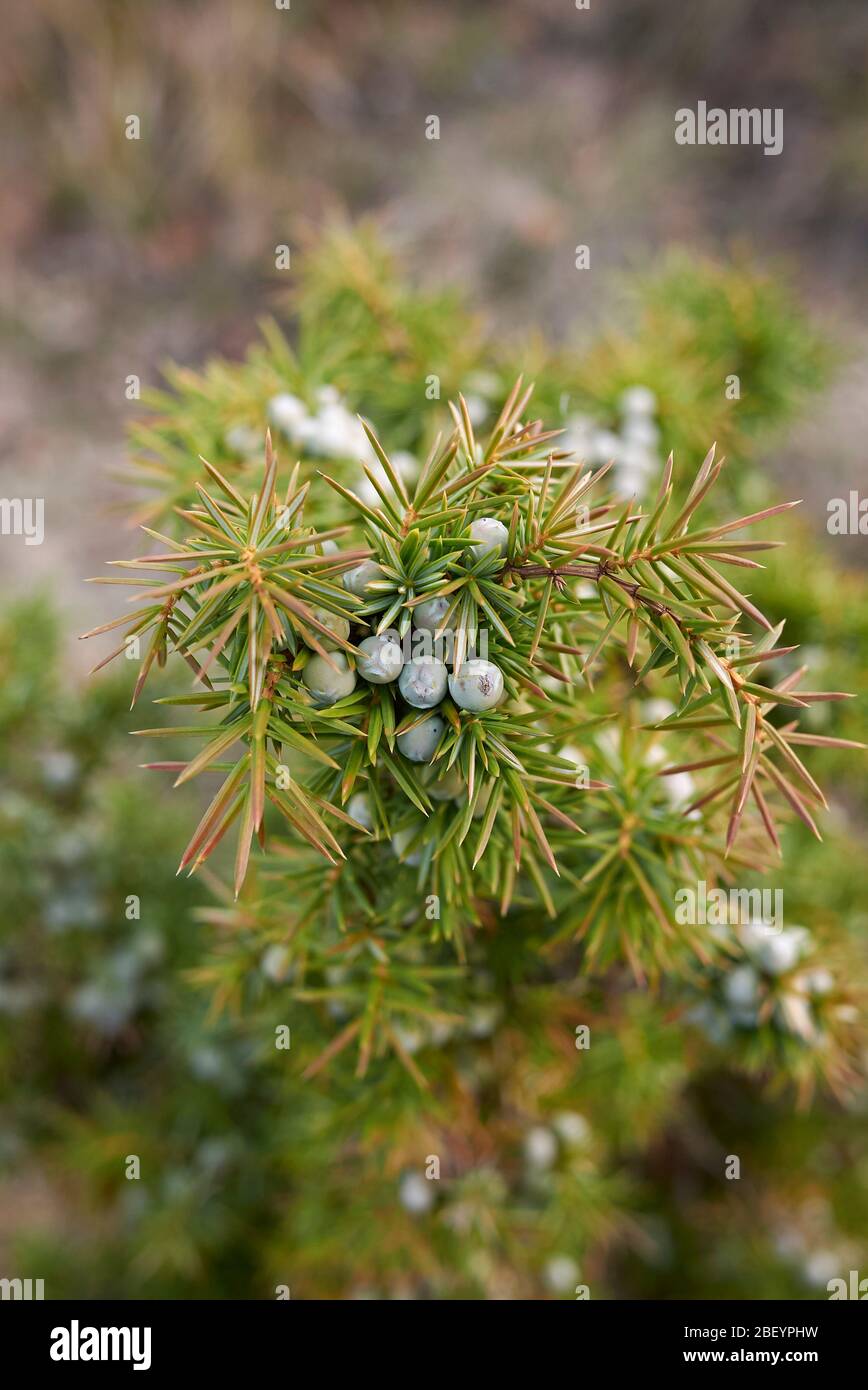 Common juniper leaf hi-res stock photography and images - Alamy