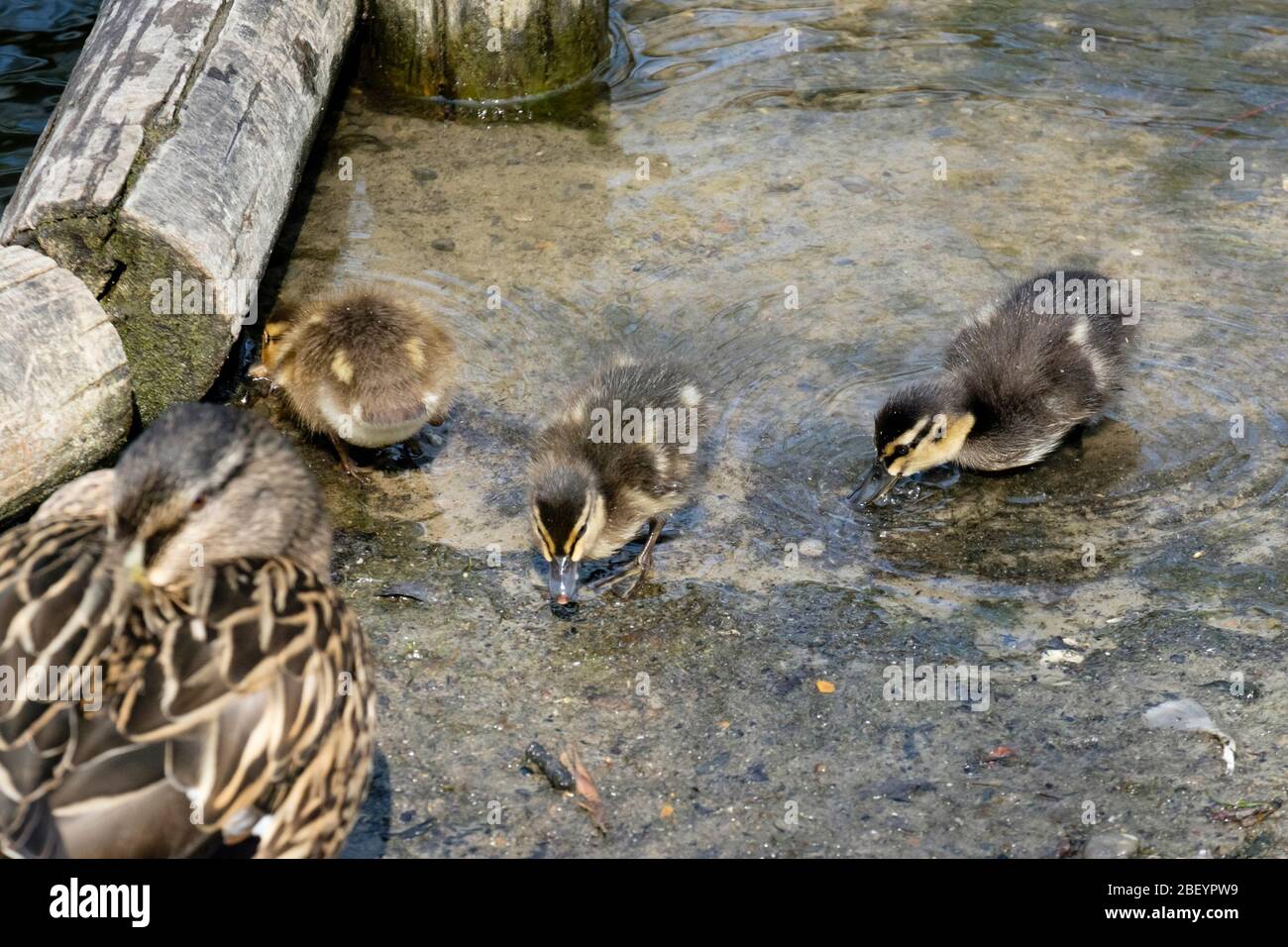 Ducklings feeding in shallow water of pond, Kent, UK Stock Photo - Alamy