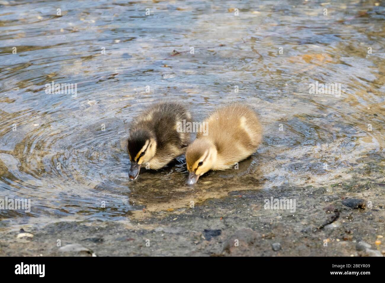 Ducklings feeding in shallow water of pond, Kent, UK Stock Photo - Alamy