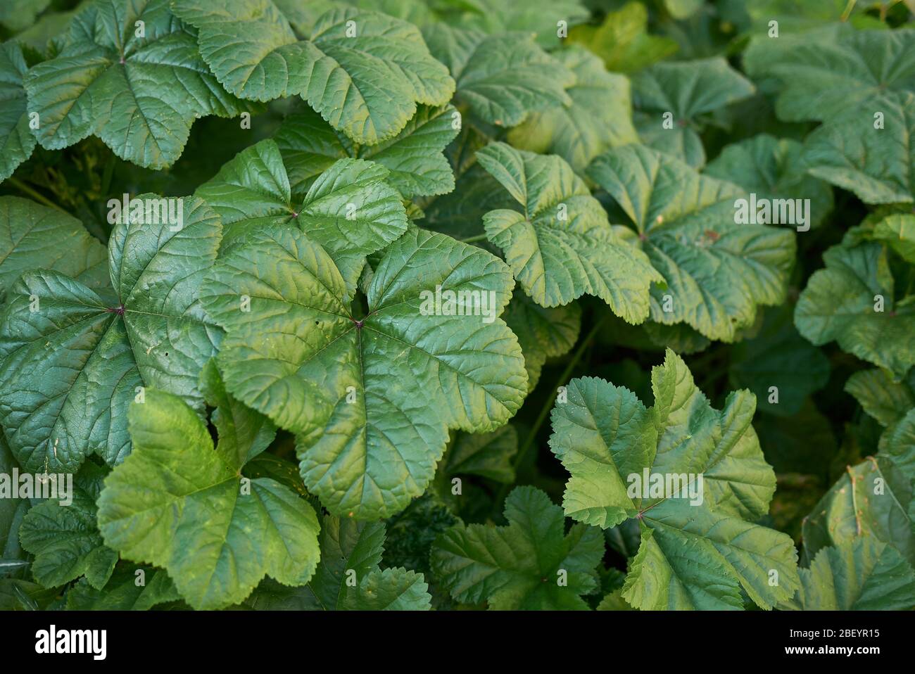 Malva sylvestris high mallow hi-res stock photography and images - Alamy
