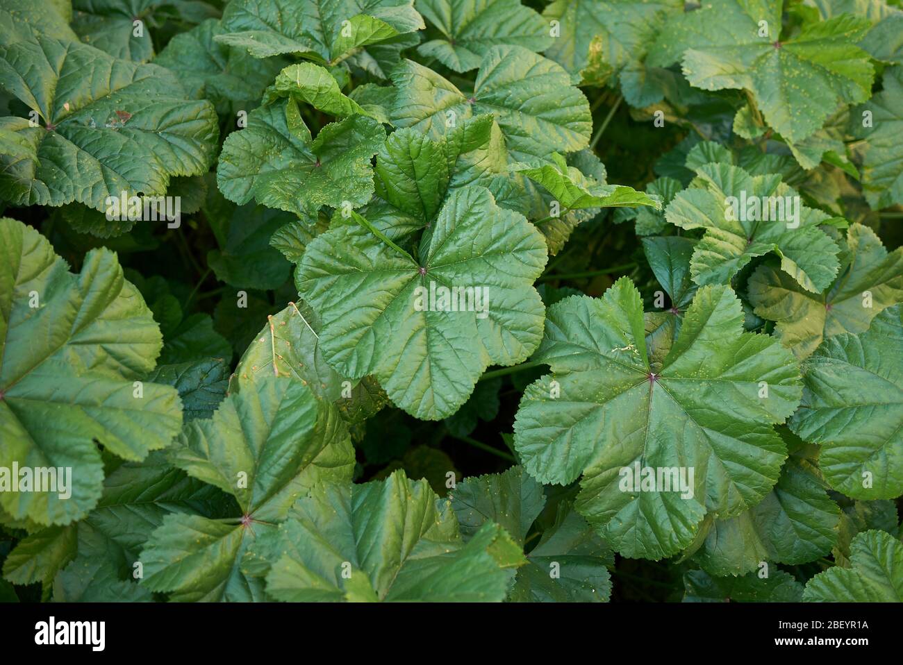 Malva sylvestris tea hi-res stock photography and images - Alamy