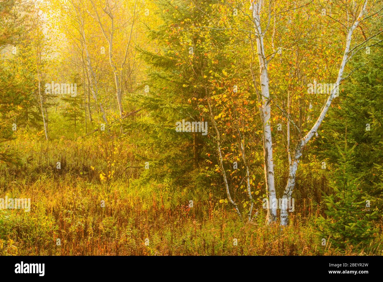 Autumn foliage on birch trees in an old field, Greater Sudbury, Ontario ...