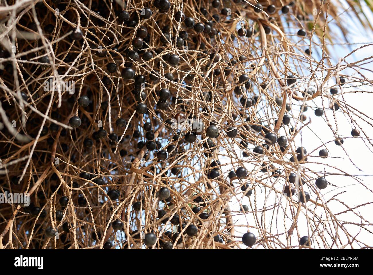 Sabal fruit hi-res stock photography and images - Alamy