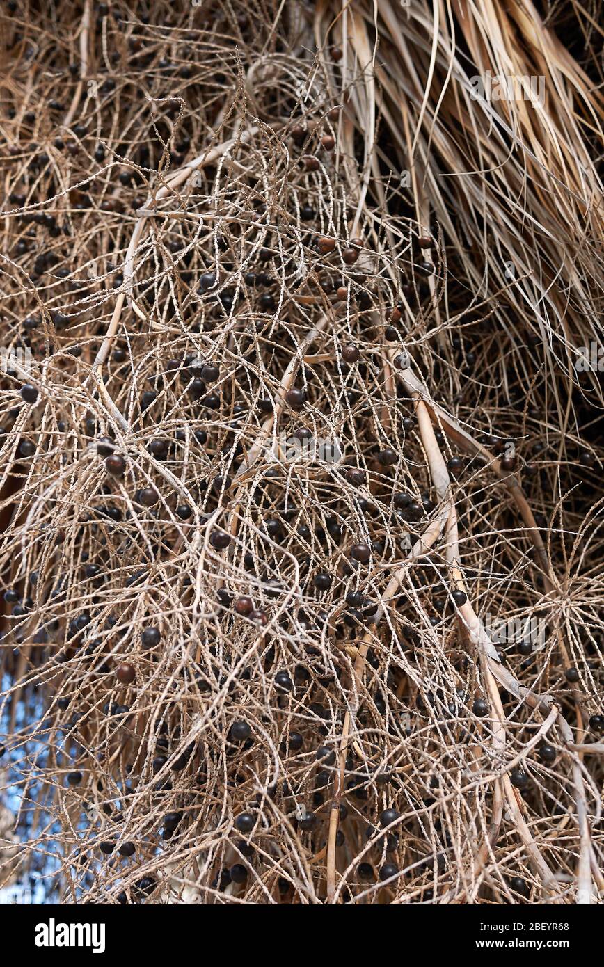 Sabal palmetto fresh leaves and fruit Stock Photo - Alamy