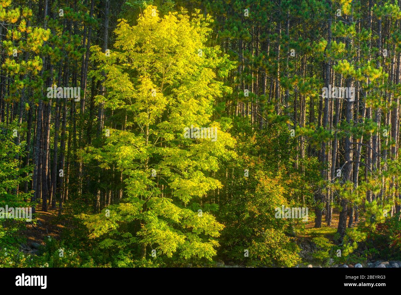 Pine forest with ash tree, Algonquin Provincial Park, Nipissing ...