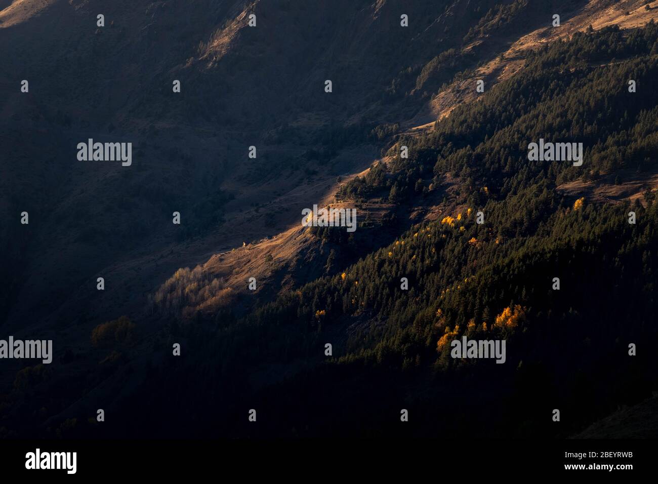 Caucasus, Georgia, Tusheti region, Omalo. A forest on a mountainside is ...