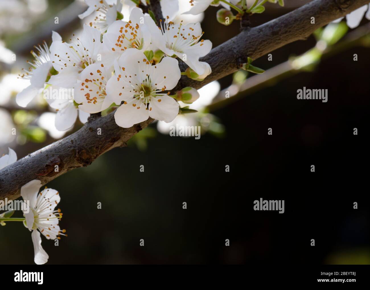 Nature revived hi-res stock photography and images - Alamy