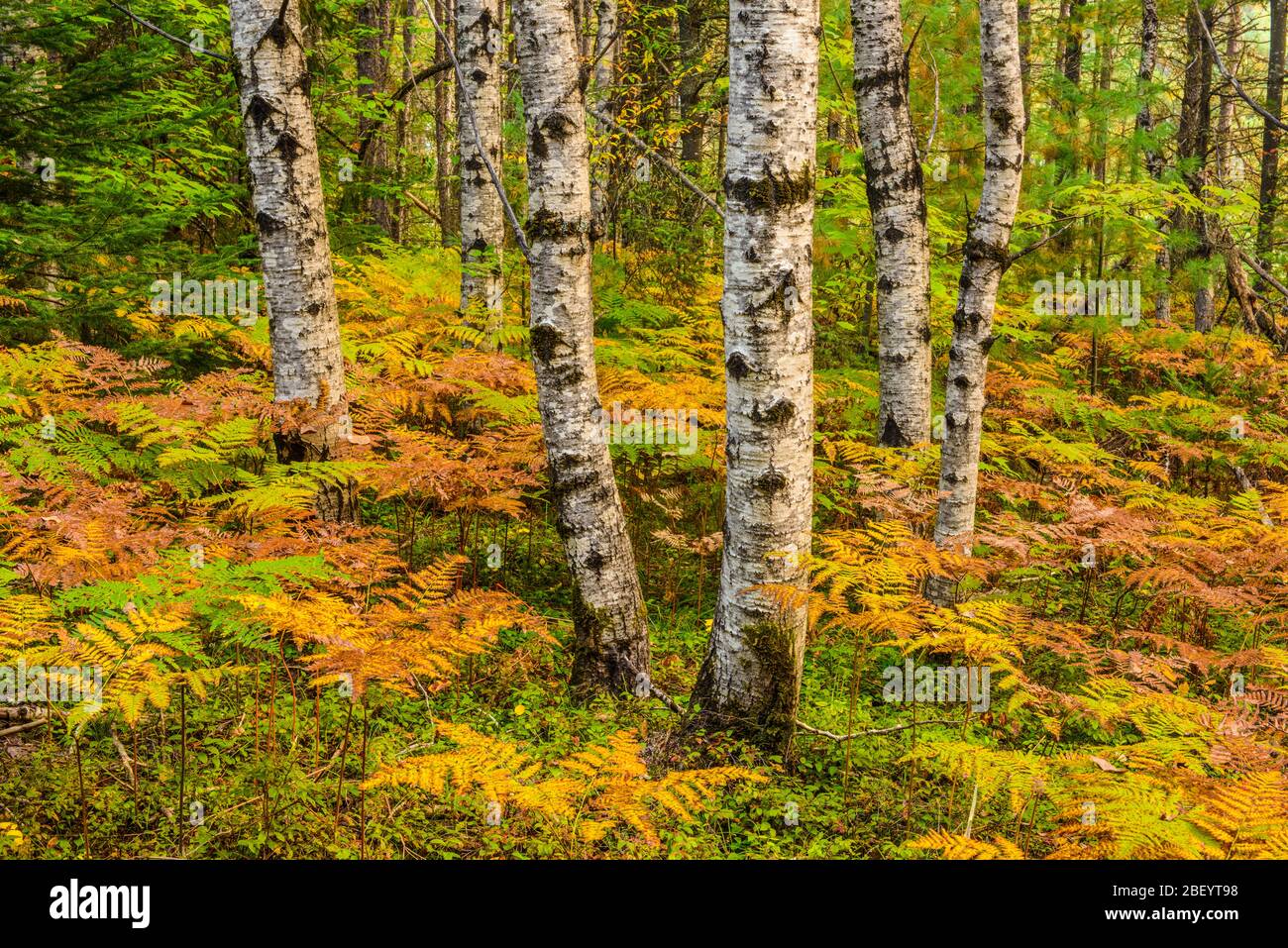 Trees ferns forest floor in hi-res stock photography and images - Alamy