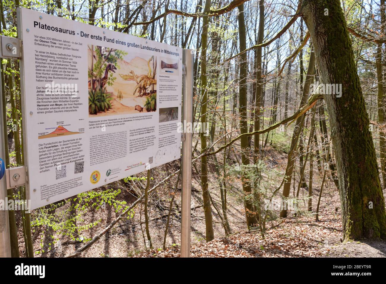 Plateosaurus germany hi-res stock photography and images - Alamy