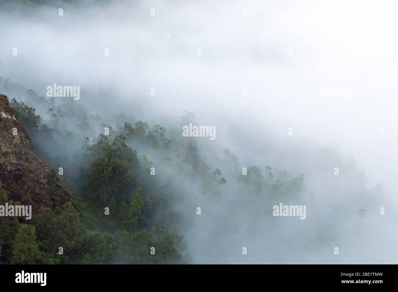 Trees with cloudy mist Stock Photo - Alamy