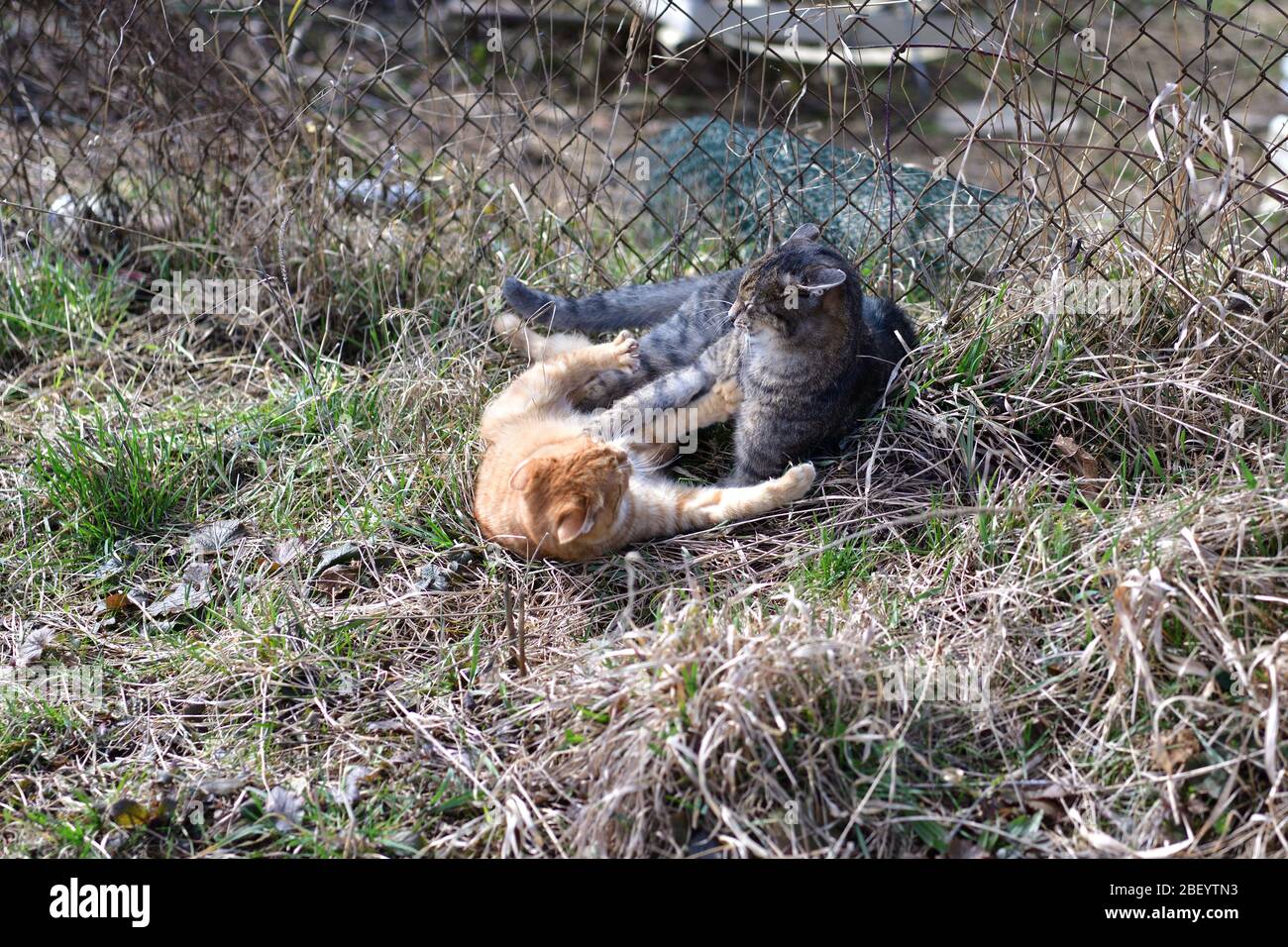 Two cats playing together on the grass meadow Stock Photo - Alamy