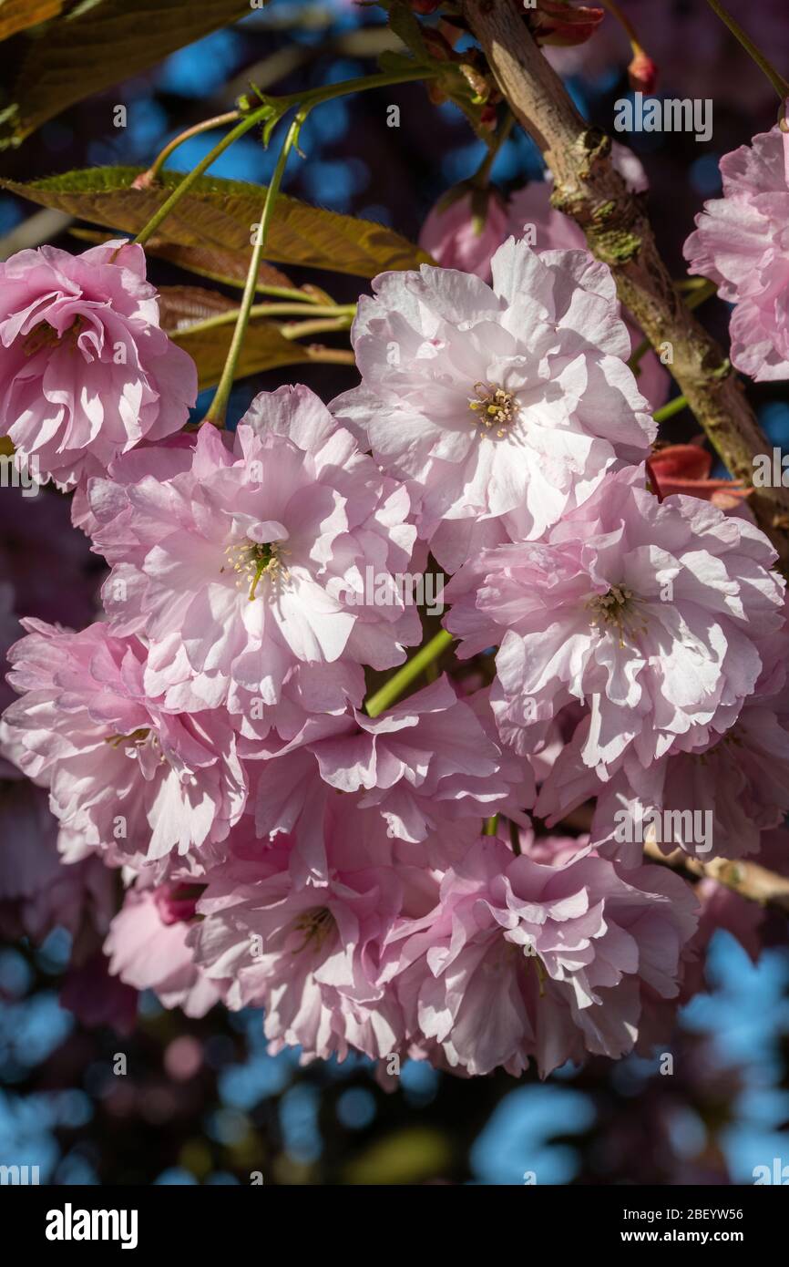 Double Cherry Blossom Flowers Pink Perfection in Full Bloom on a ...
