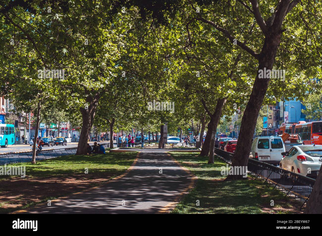 árboles de chile hi-res stock photography and images - Alamy